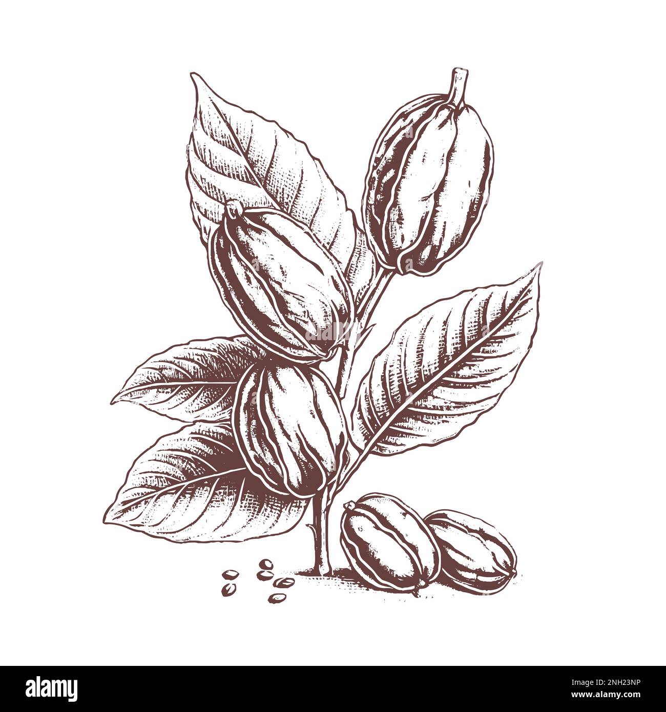 Cocoa beans illustration. Engraved style illustration. Chocolate cocoa ... Cocoa beans illustration. Engraved style illustration. Chocolate cocoa ...