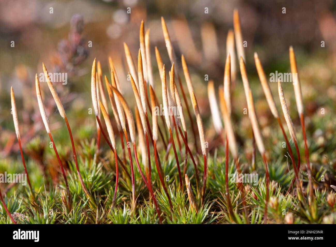 Spore capsules of Polytrichum piliferum moss, also called bristly ...