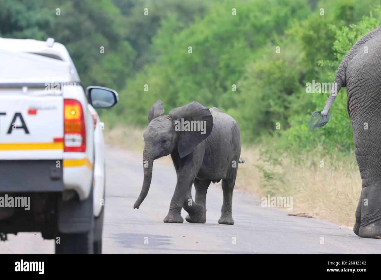 Elephant breathing in water hi-res stock photography and images - Alamy
