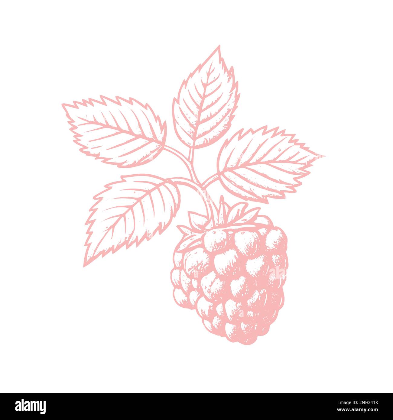 Hand drawn sketch black and white of raspberry, leaf, berry plant ...