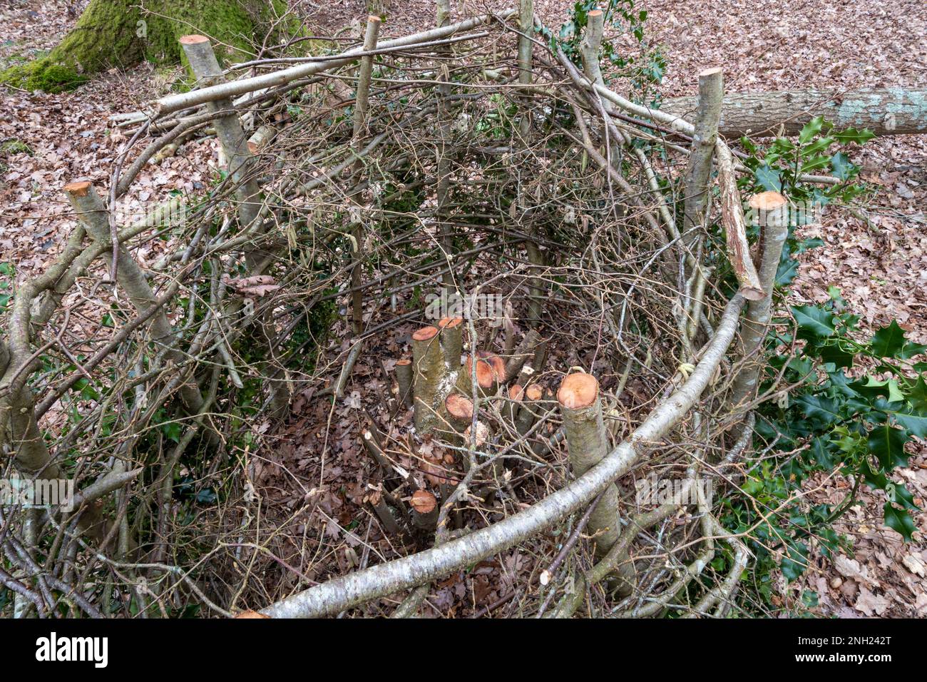 Coppicing hi-res stock photography and images - Alamy