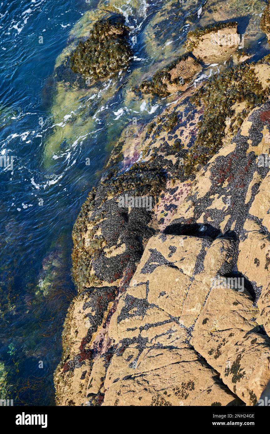 Mussels on a rock lapped by clear sea water Stock Photo - Alamy