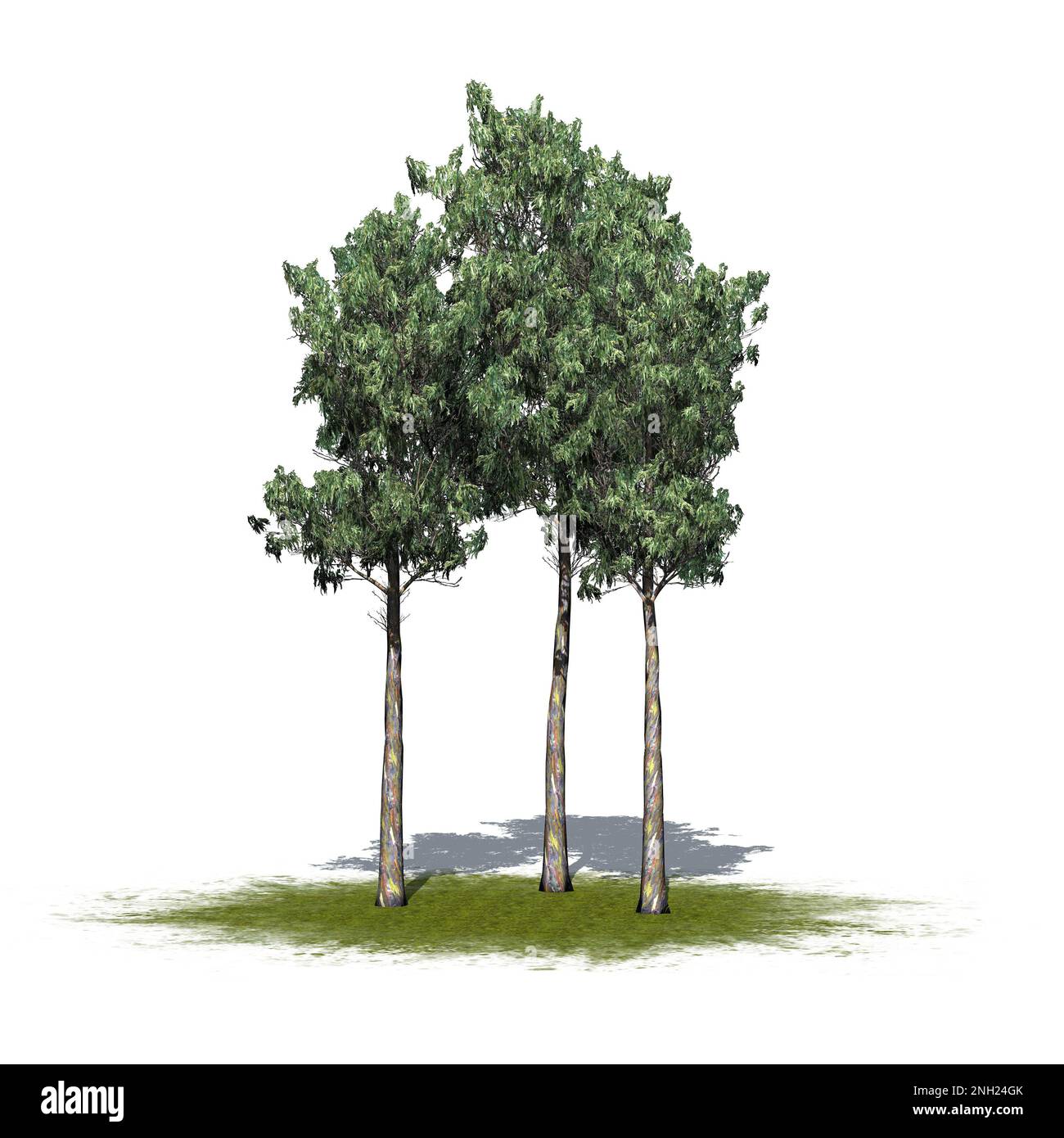 Eucalyptus gum tree trees Cut Out Stock Images & Pictures - Alamy