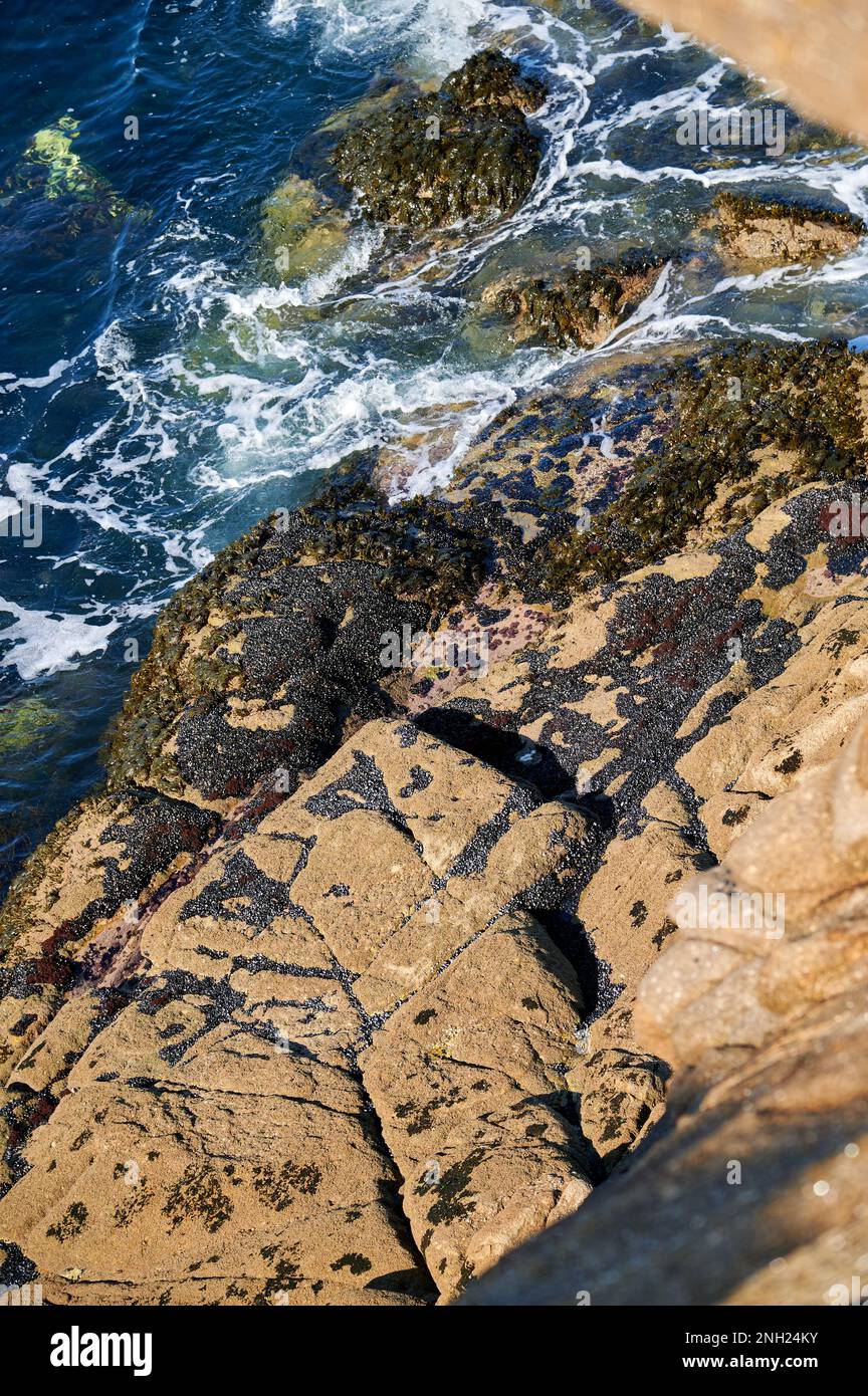 Mussels on a rock lapped by clear sea water Stock Photo - Alamy