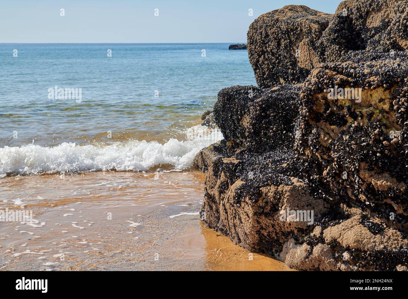 Shell-covered rocks on the beach. Rinsed by clear sea water Stock Photo ...