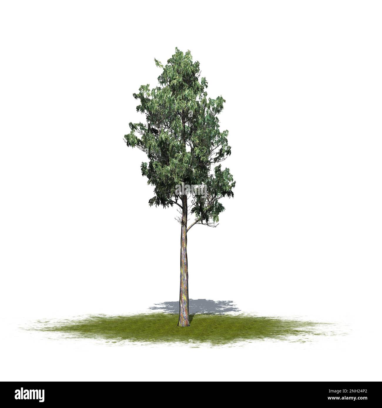 Rainbow Gum tree on green area isolated on white background - 3D ...