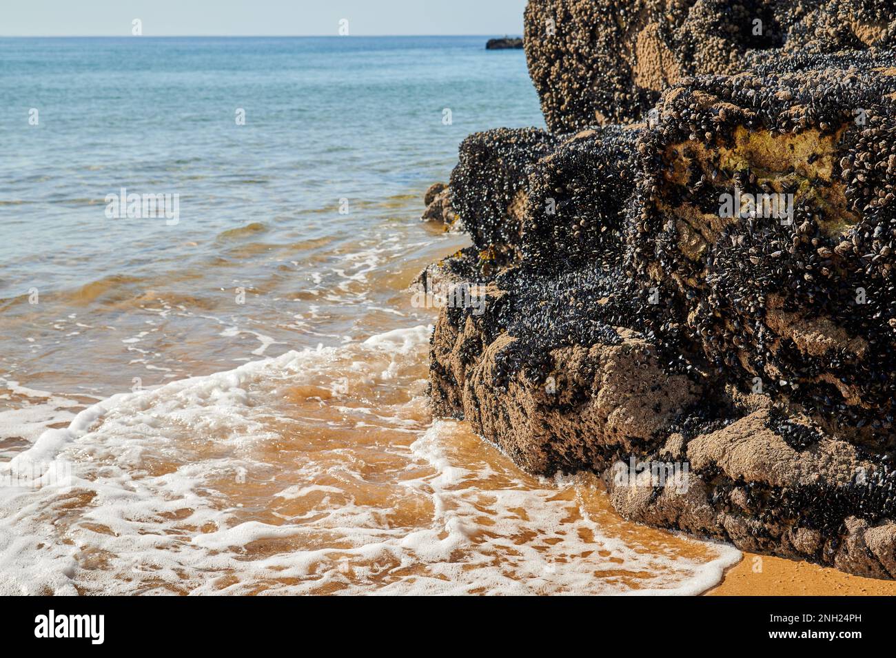 Shell-covered rocks on the beach. Rinsed by clear sea water Stock Photo ...