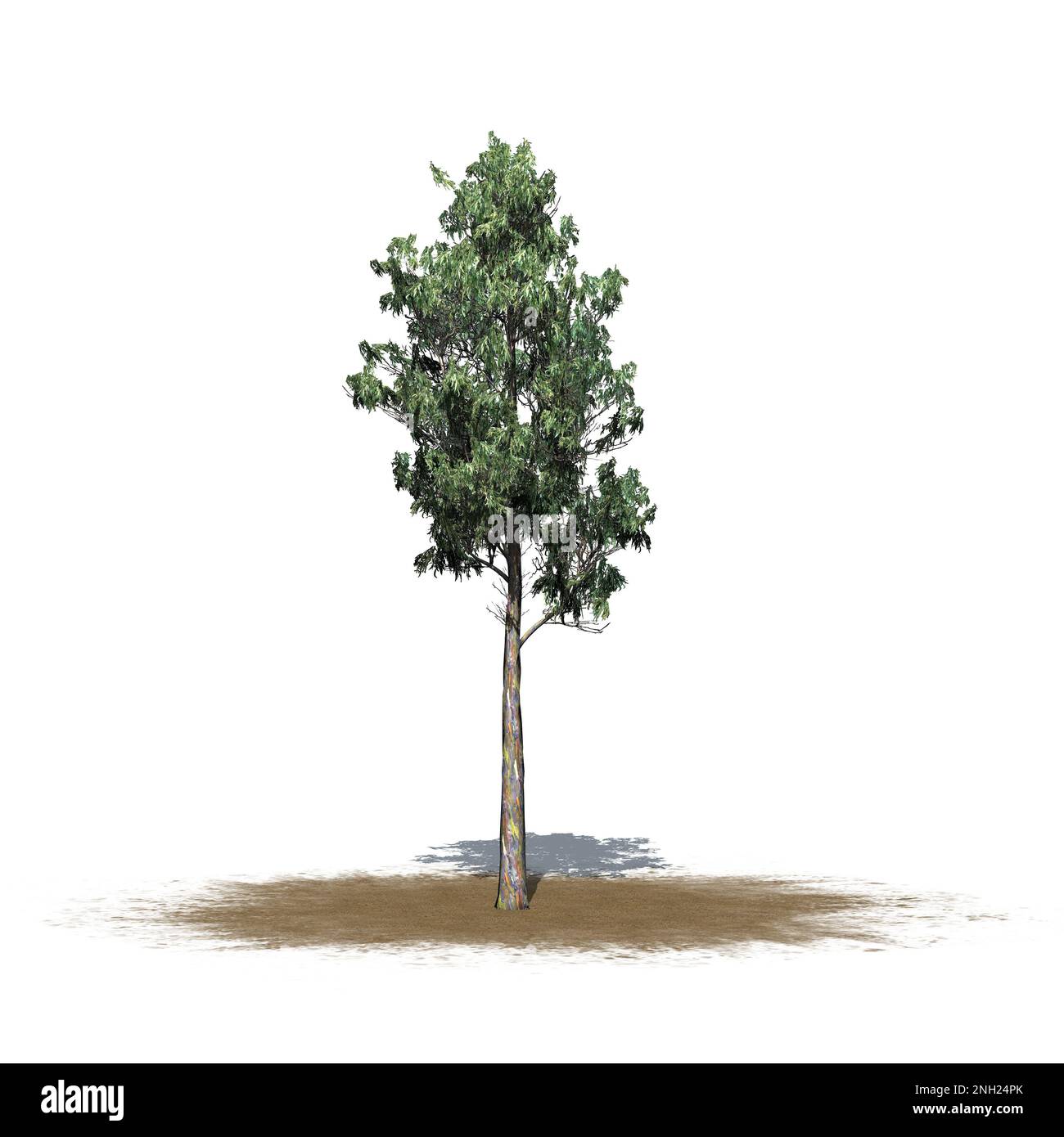 Rainbow Gum tree on sand area isolated on white background - 3D ...