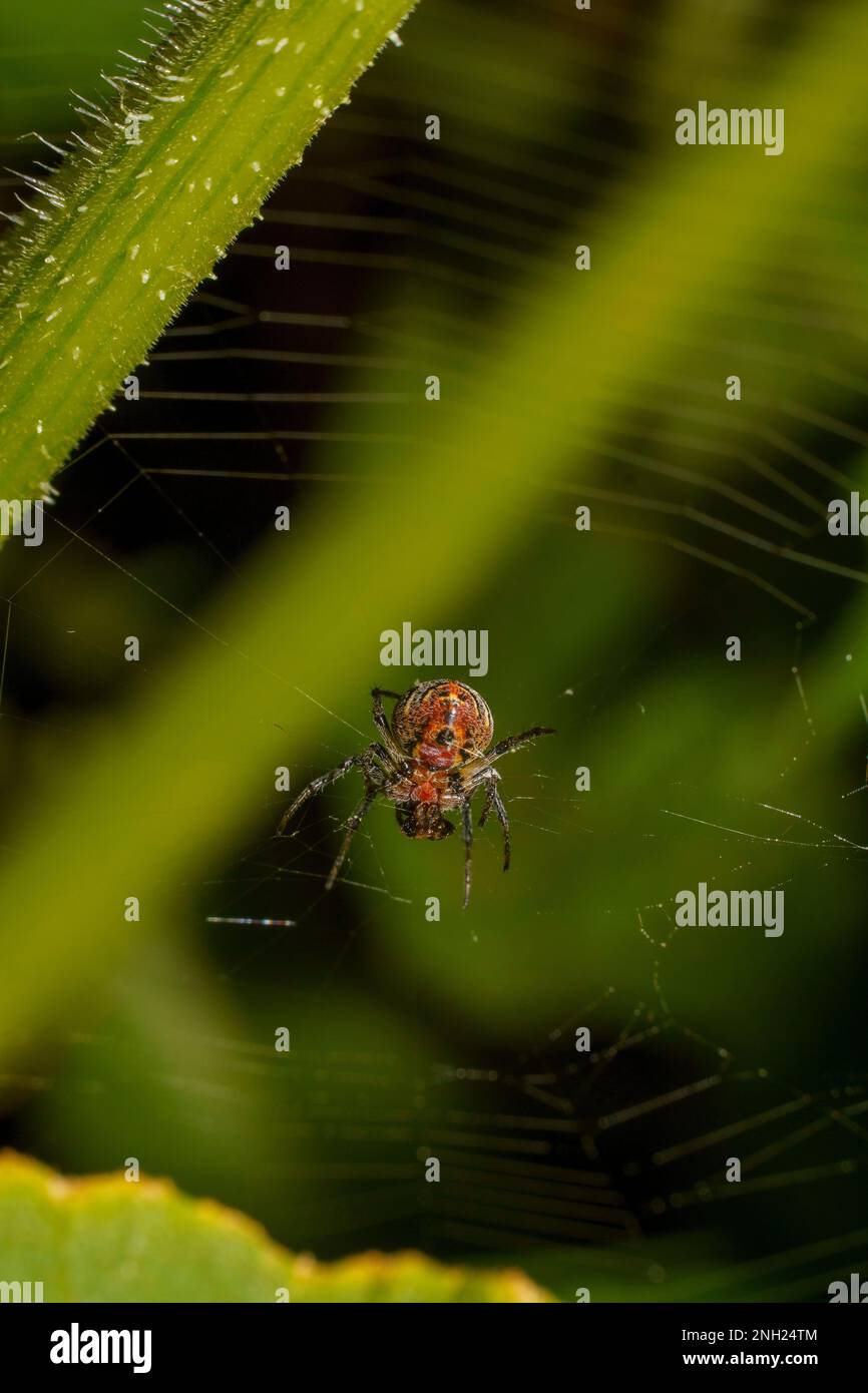 A vertical Close up shot of Alpaida versicolor spider on a web Stock ...