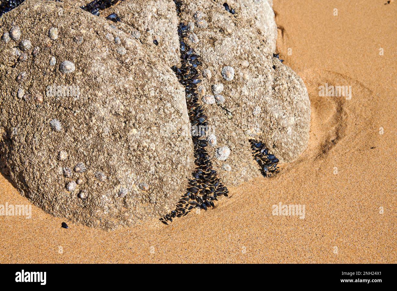 Rocks on the beach overgrown with shells and limpets Stock Photo - Alamy