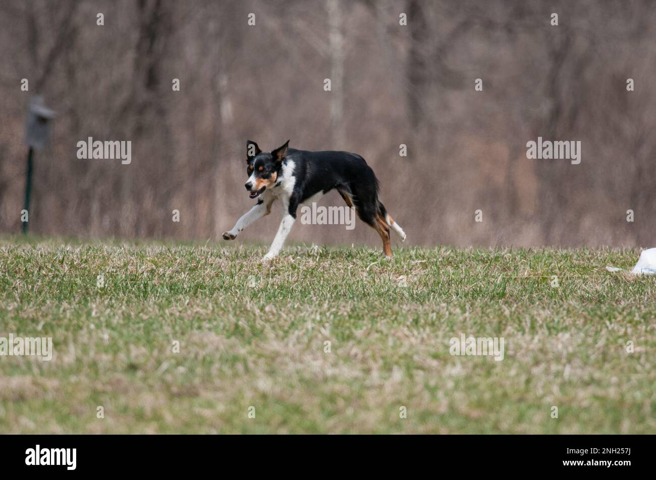 Dog running with full extension Stock Photo - Alamy