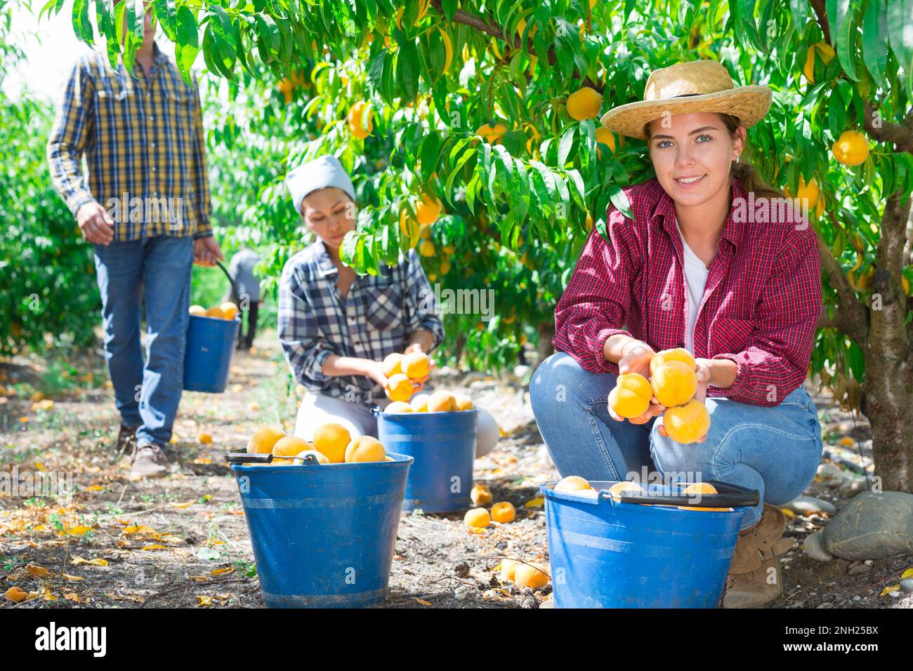 Smiling young female owner of orchard gathering harvest of peaches ...