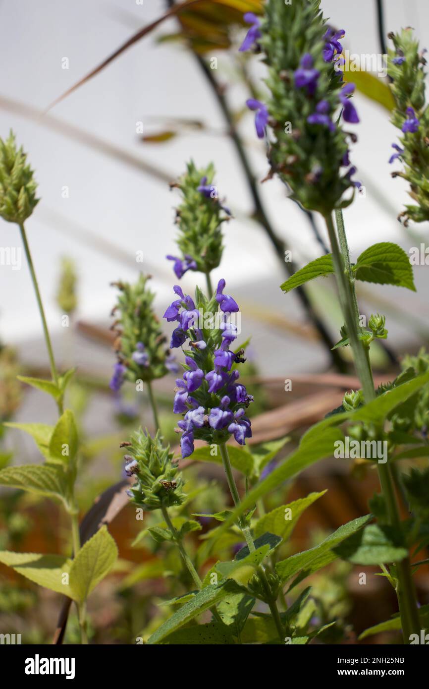 Chia seeds mexico hi-res stock photography and images - Alamy