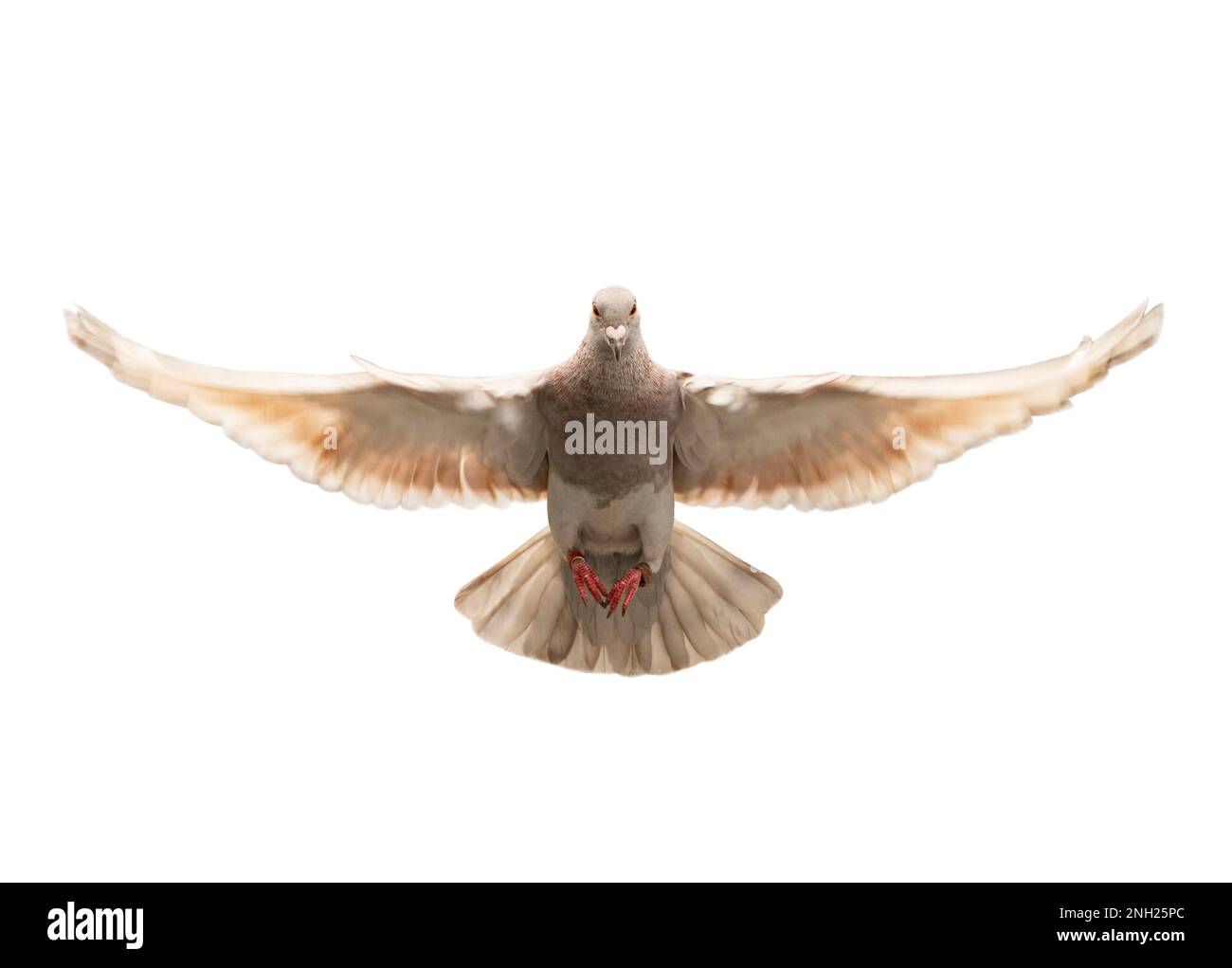 Full body homing pigeon hi-res stock photography and images - Alamy