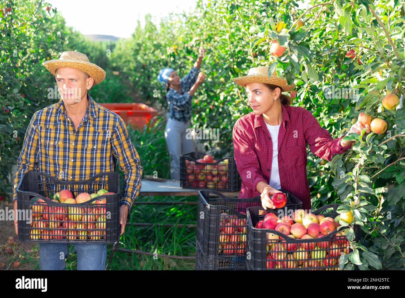 Woman collects the harvest of apples in boxes. Man carries boxes of ...
