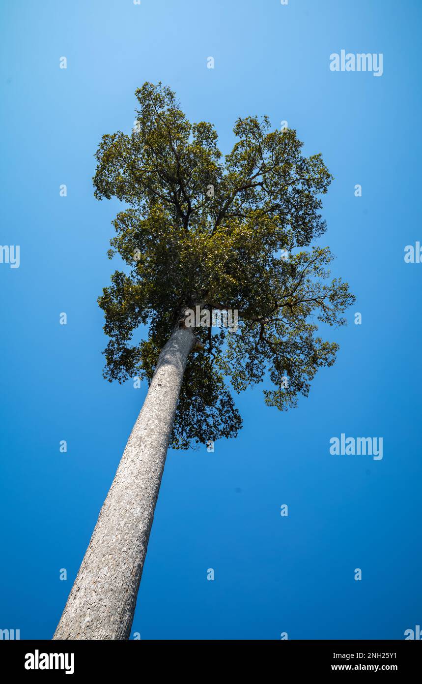 A single very tall rainforest tree growing within the Angkor ...