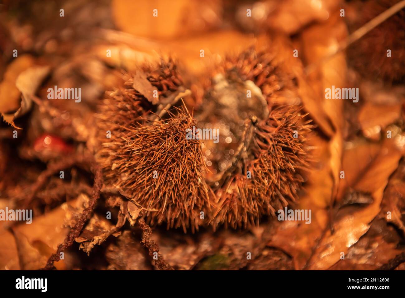 cottage garden in winter with chestnut in the garden Stock Photo - Alamy