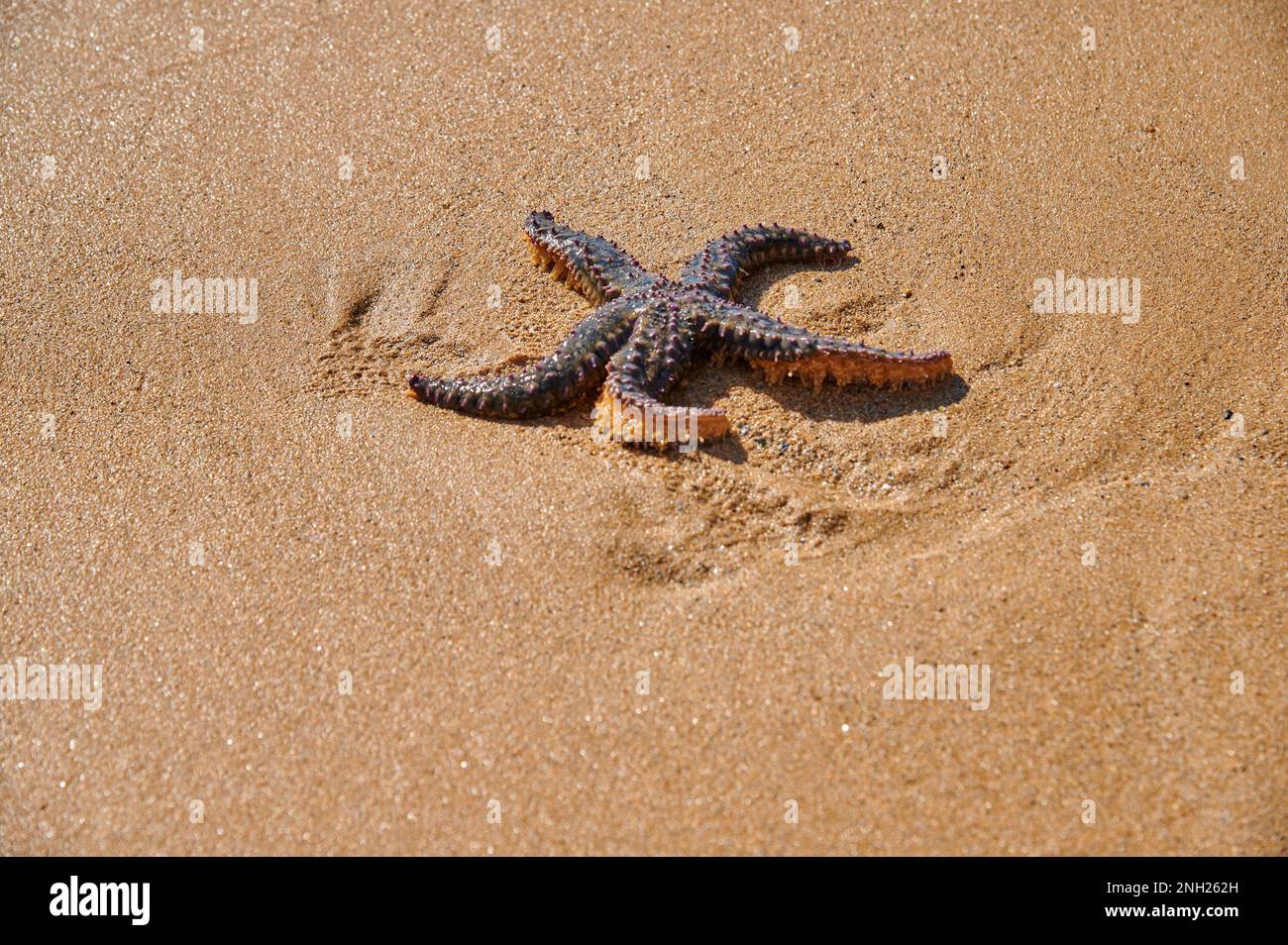 Beached wave hi-res stock photography and images - Alamy