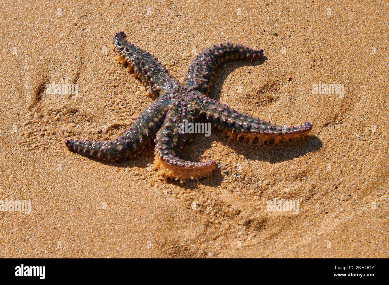 Beached animals hi-res stock photography and images - Alamy