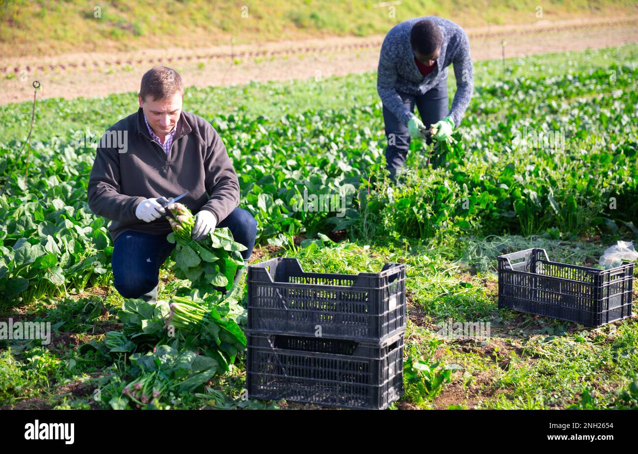 Farmers work on field - harvest and clean spinach Stock Photo - Alamy