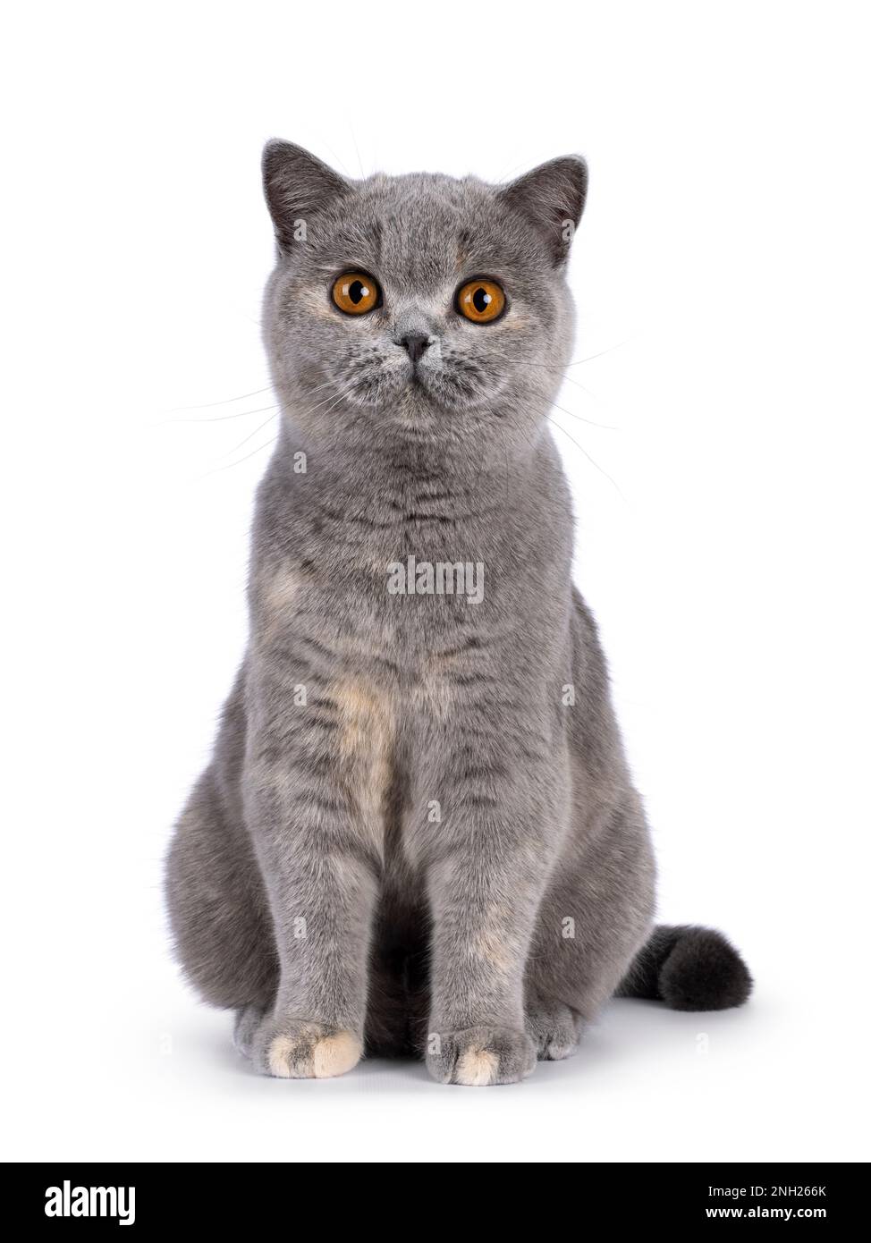 Adorable young blue tortie British Shorthair cat, sitting up facing ...