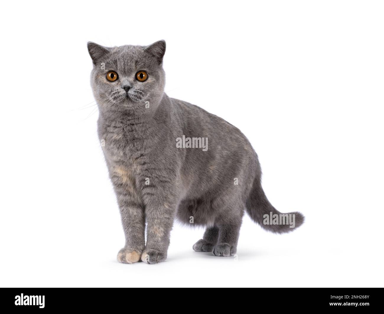 Adorable young blue tortie British Shorthair cat, standing up side ways ...
