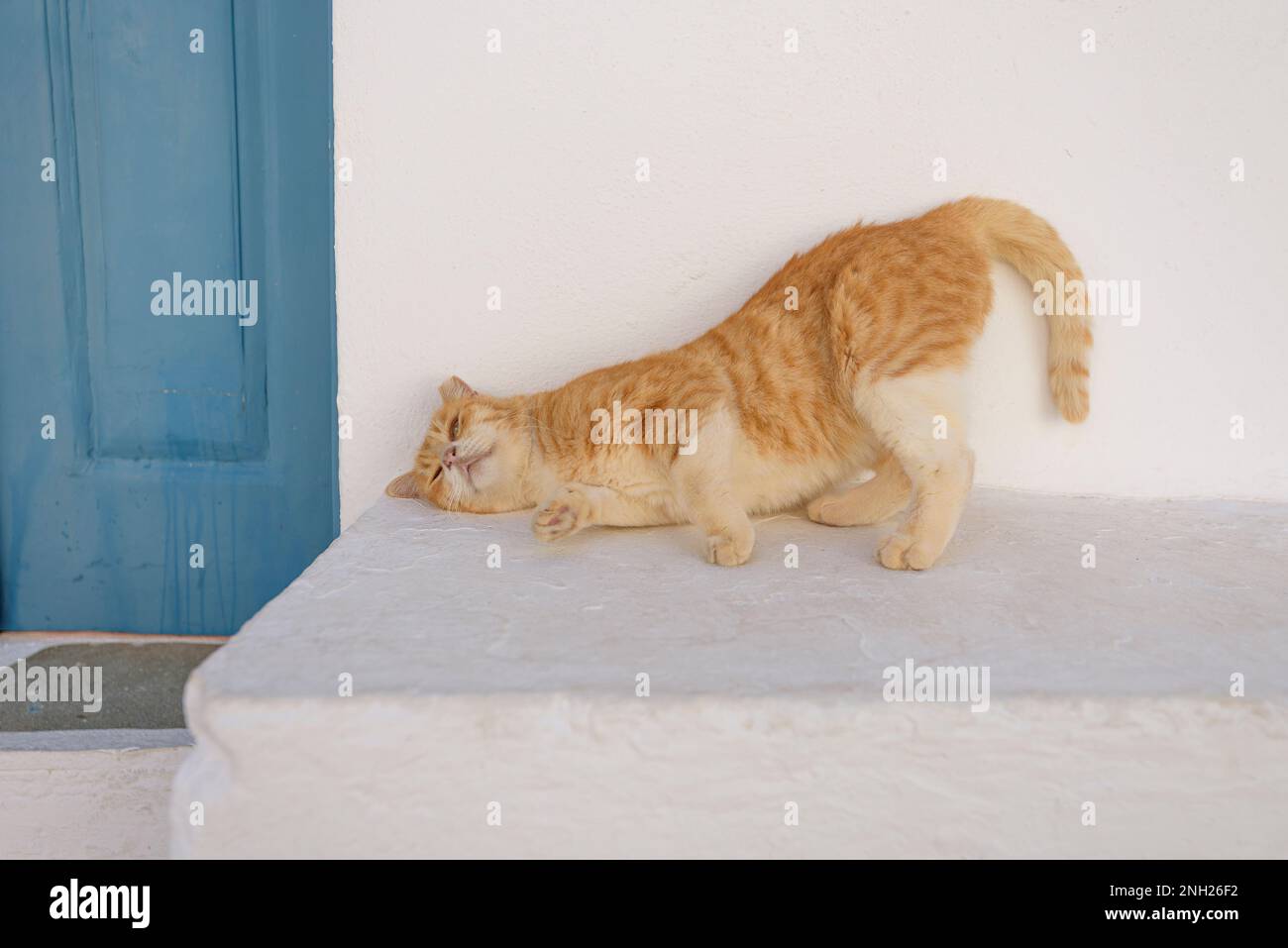 Cat rubbing against the wall hi-res stock photography and images - Alamy