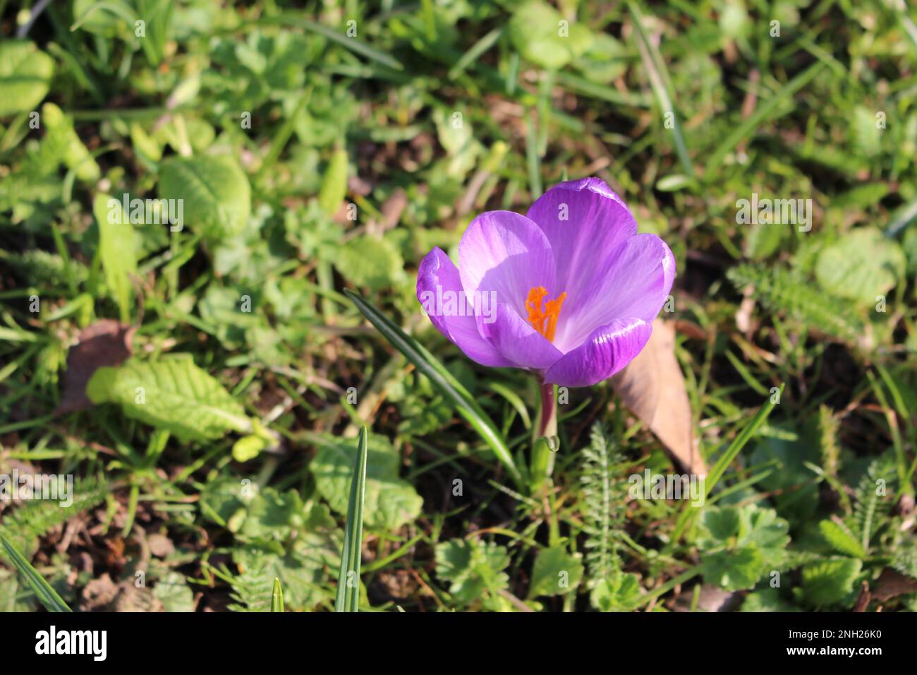 Top down view of single open purple Tuscan crocus in bloom against a ...