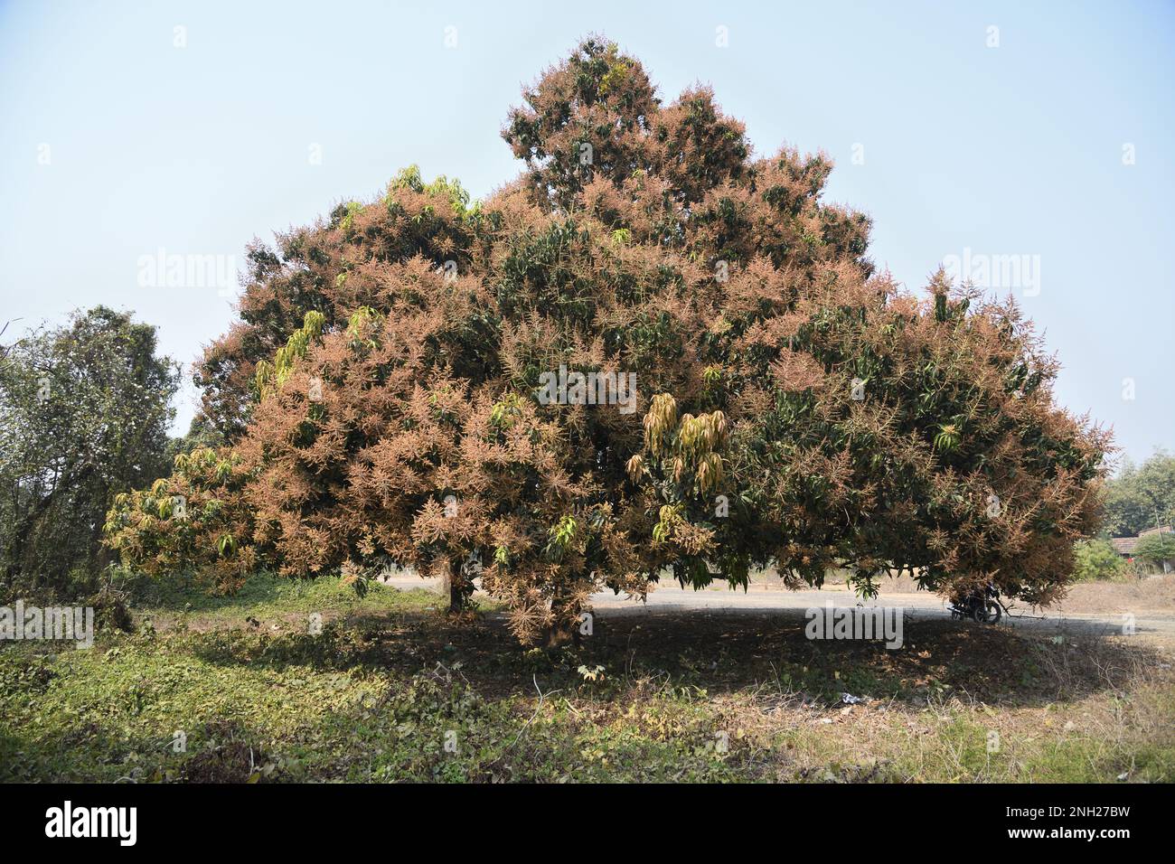 Blossom of mango tree of the Sinha Raya Baganbati Estates. Chakdighi ...