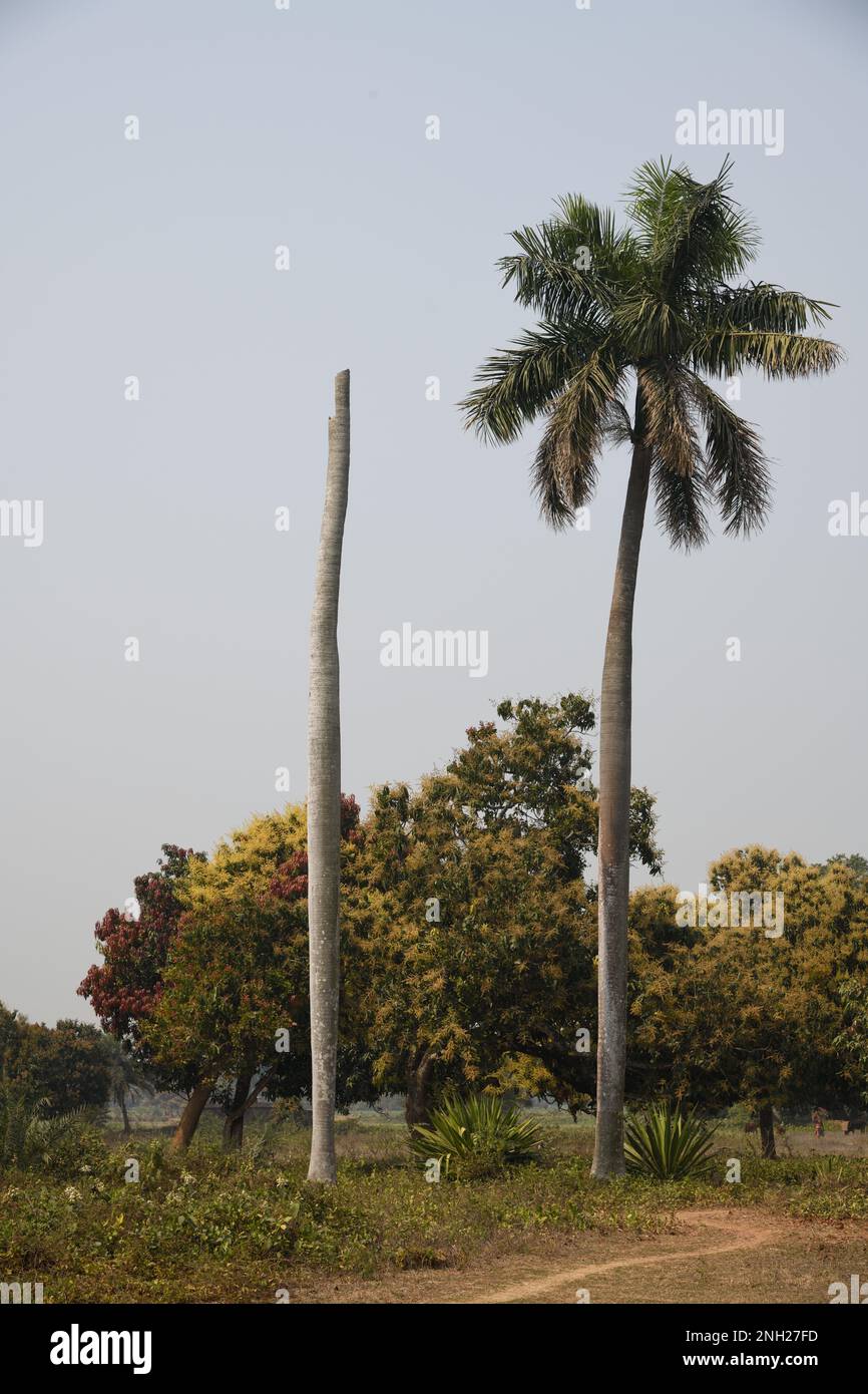 Dead and alive palm trees at the Sinha Raya Baganbati Estates ...