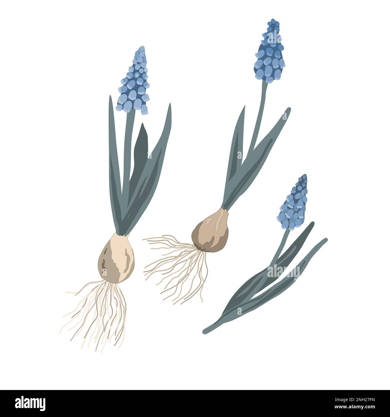 Set of grape hyacinths with onion, roots, leaves and blossom. Muscari ...