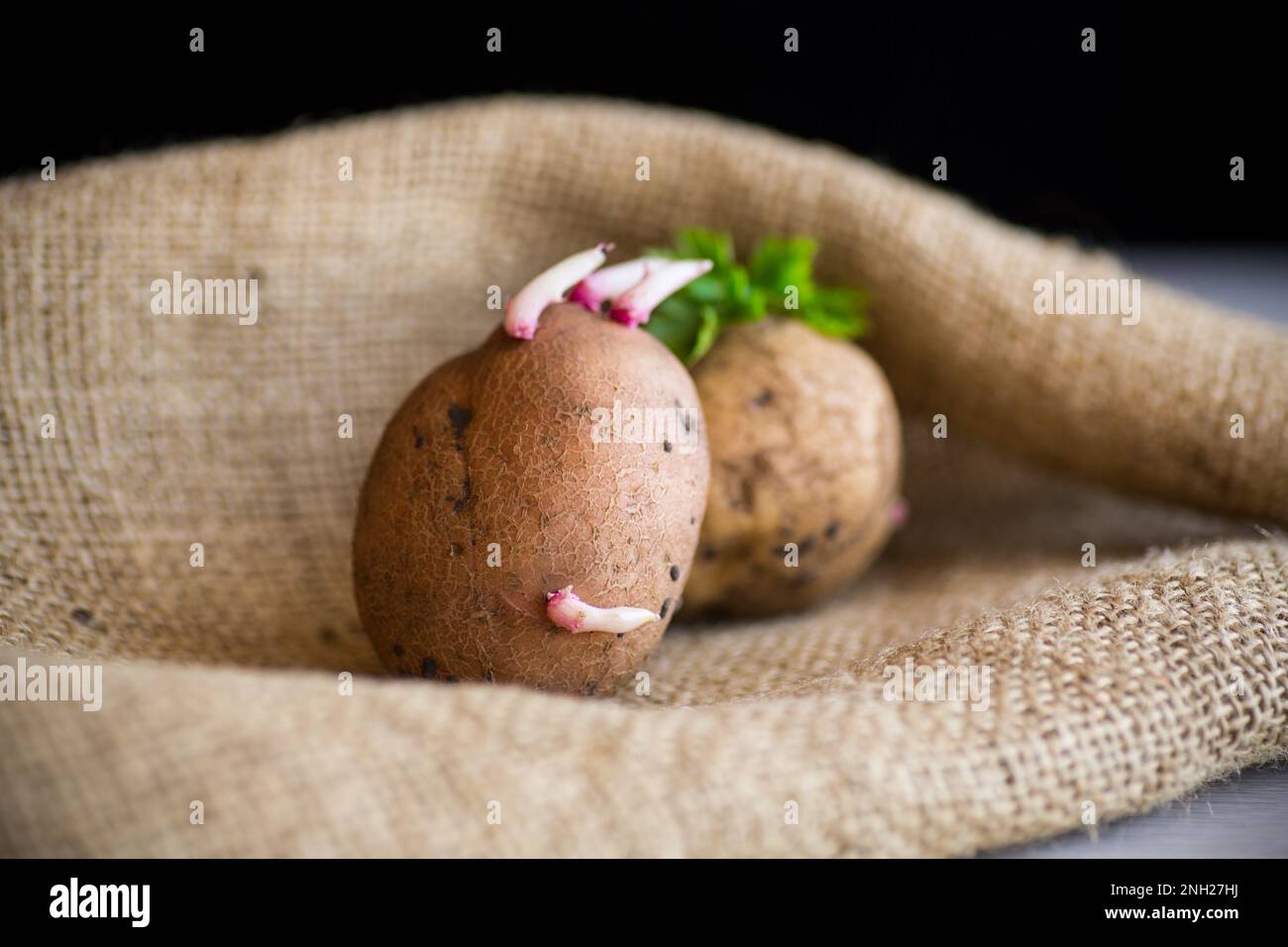 Potato seedling hi-res stock photography and images - Alamy