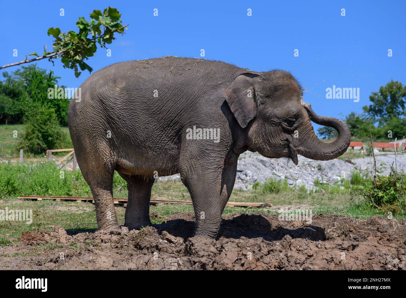 Blue sky and elephant hi-res stock photography and images - Alamy