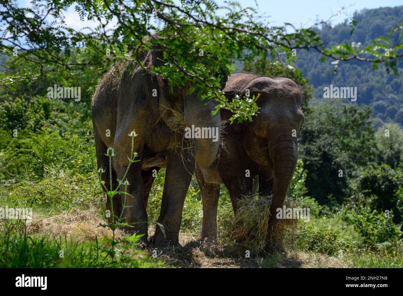 Asian elephants nature trees hi-res stock photography and images - Alamy