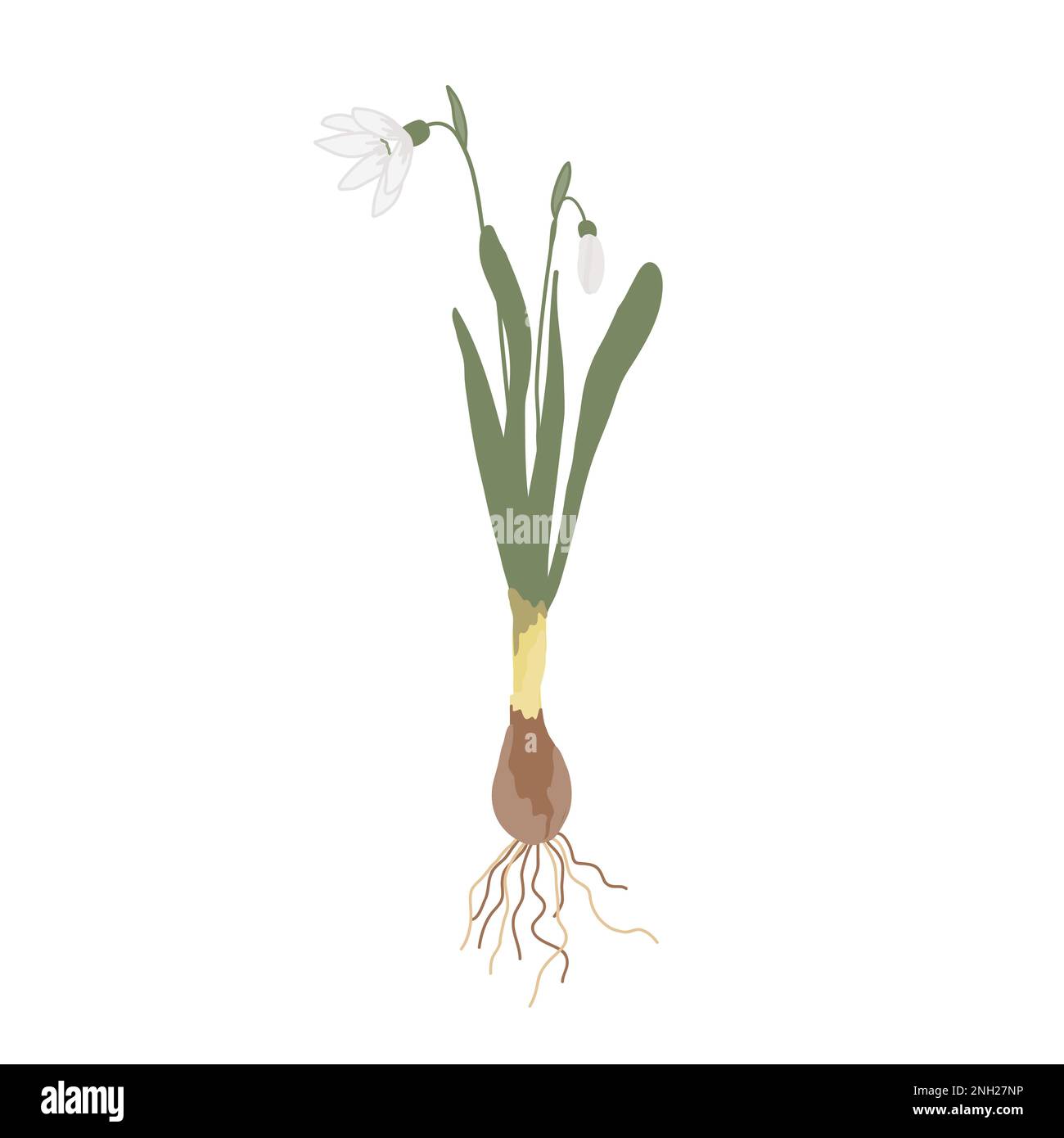 Snowdrop isolated on white background. First spring flower with roots ...