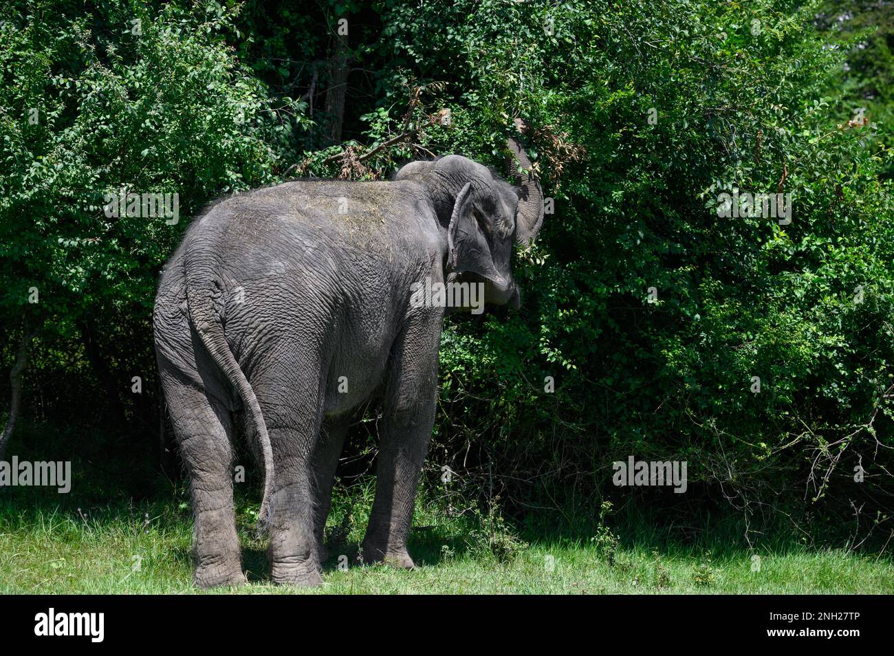 Elephant eating from tree hi-res stock photography and images - Alamy