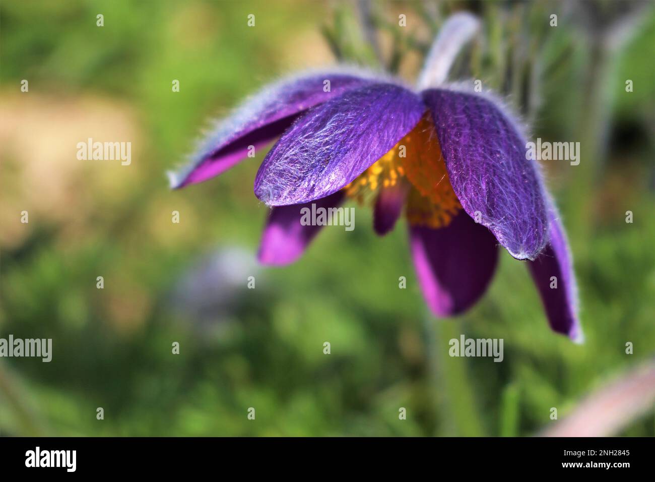 Pulsatilla patens, the regional flower of Tavastia Proper in Finland ...