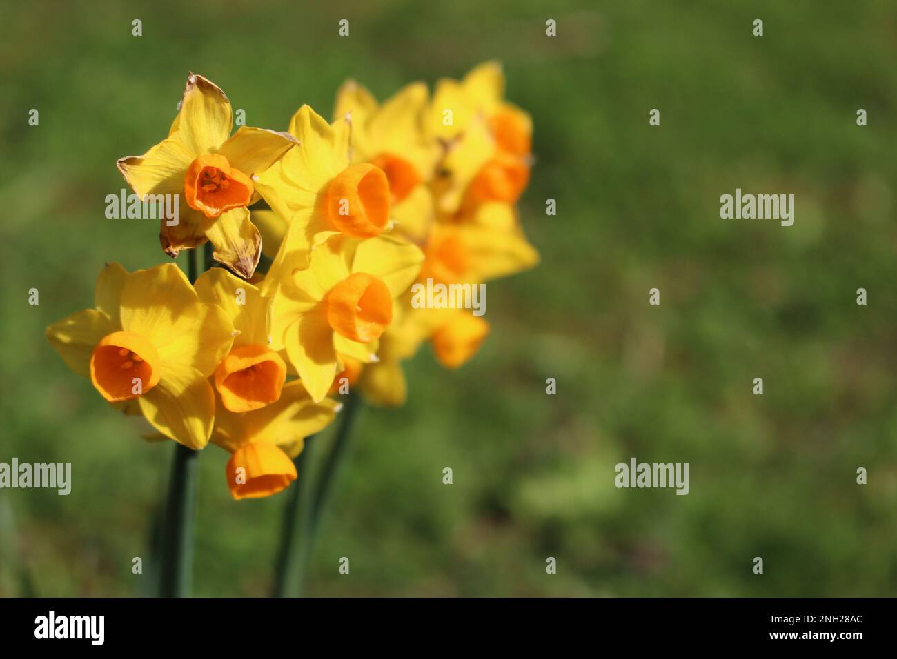 Cluster of small Jetfire (Cyclamineus) daffodils in springtime against ...