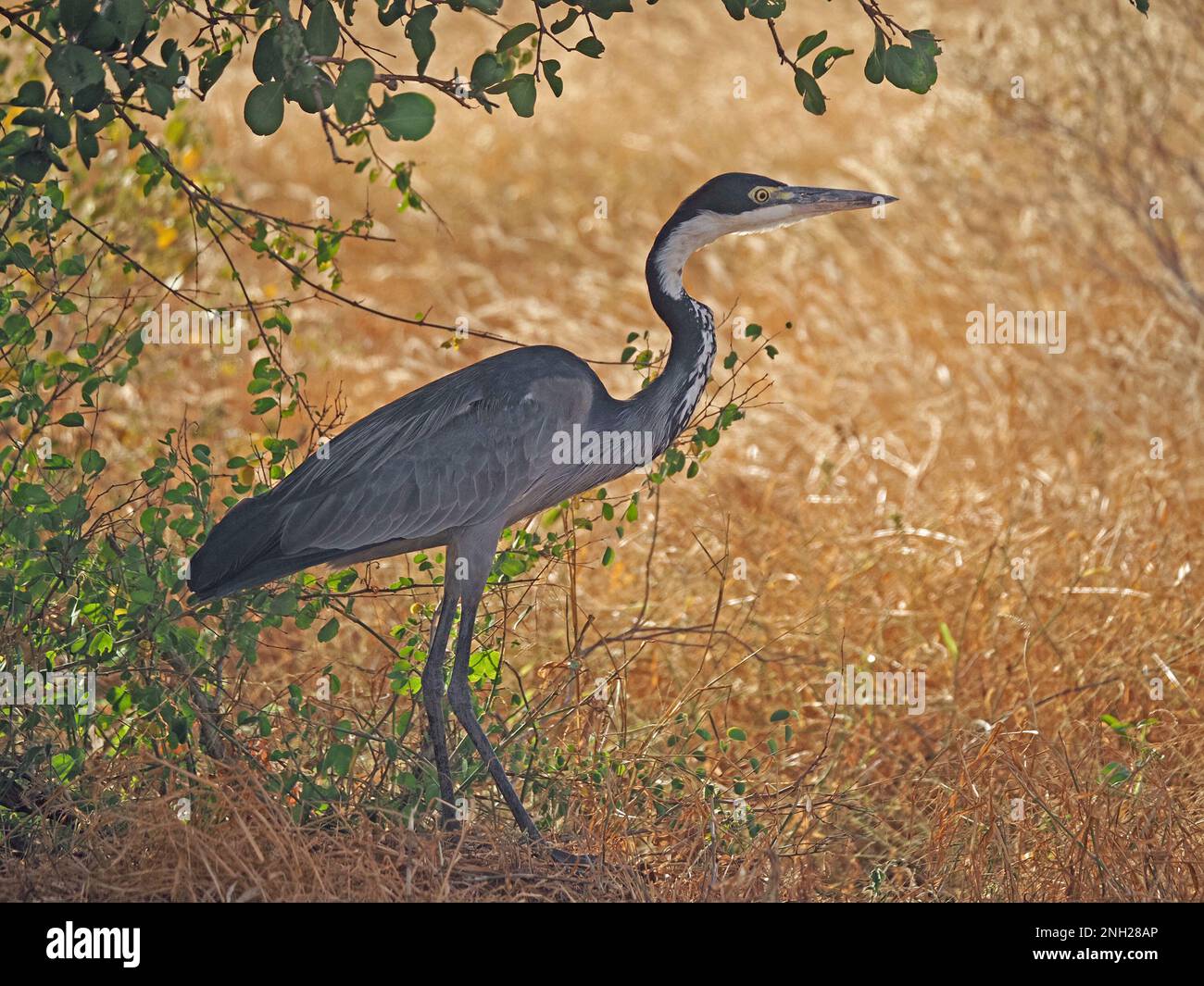black-headed heron (Ardea melanocephala) sheltering in shade from hot ...