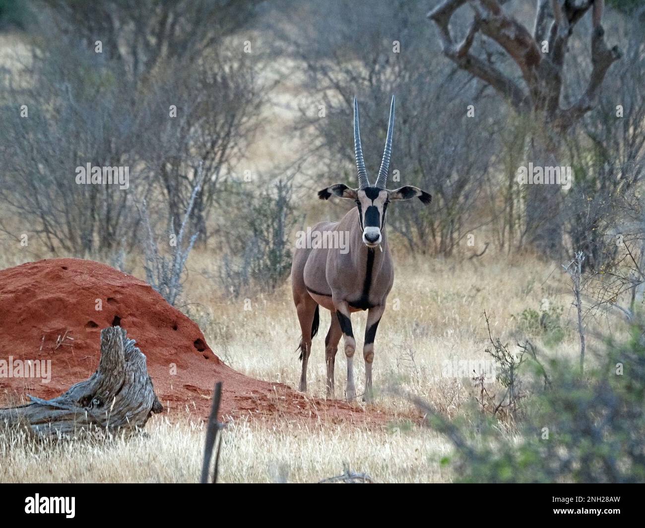 Fringe-eared Oryx (Oryx beisa callotis) a large dry country antelope ...