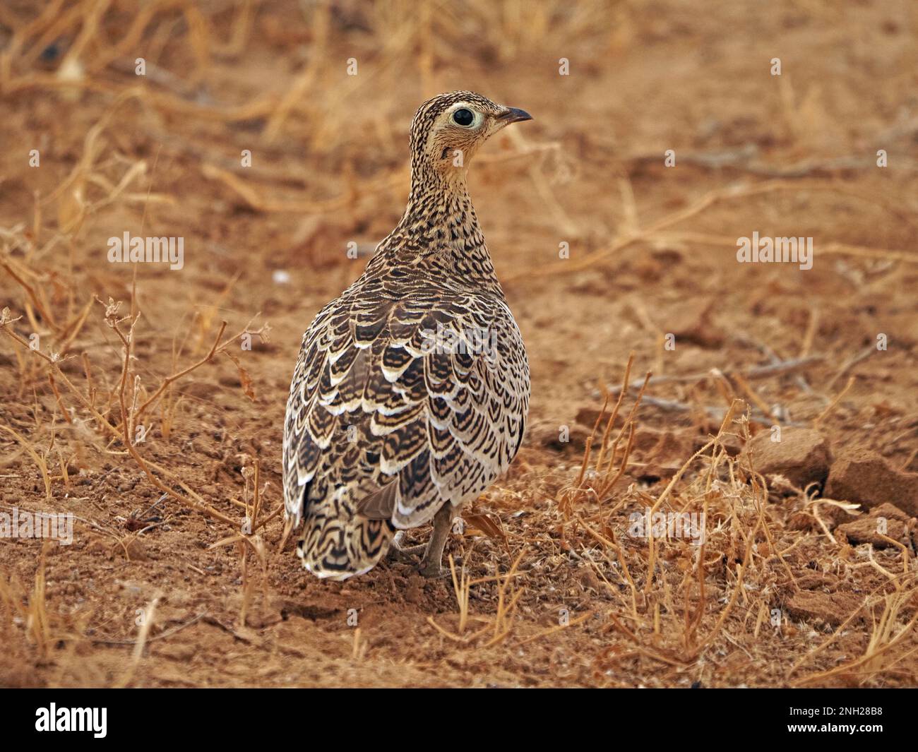female Black-faced Sandgrouse (Pterocles decoratus) well camouflaged on ...