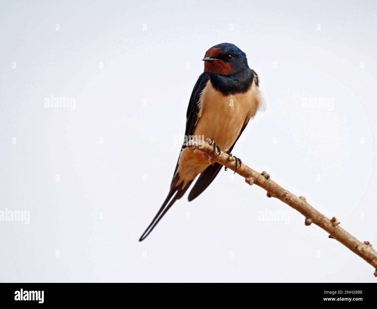 Galana conservancy hi-res stock photography and images - Alamy