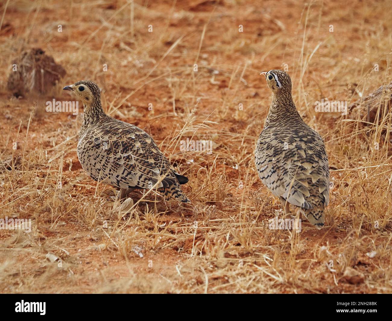 pair of Black-faced Sandgrouse (Pterocles decoratus) male & female well ...