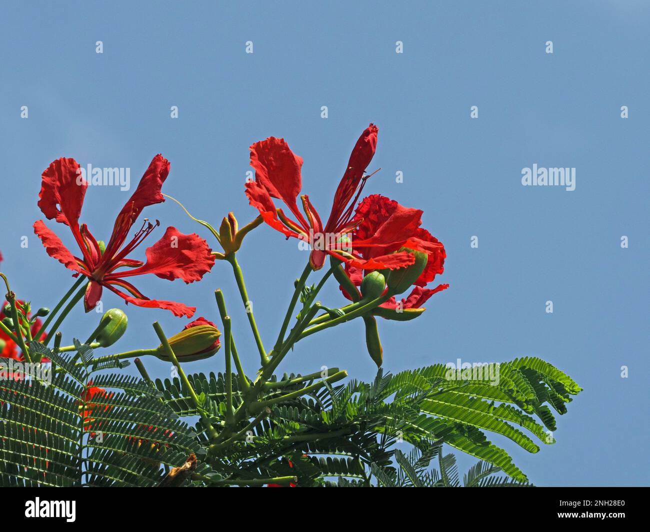 Kenya flowers flame tree hi-res stock photography and images - Alamy
