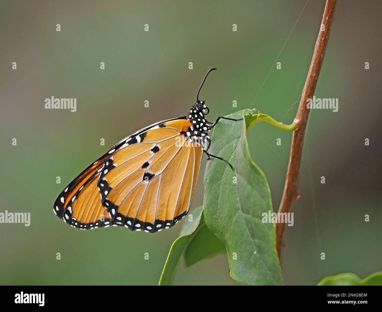 African monarch butterfly (Danaus chrysippus) aka plain tiger or ...