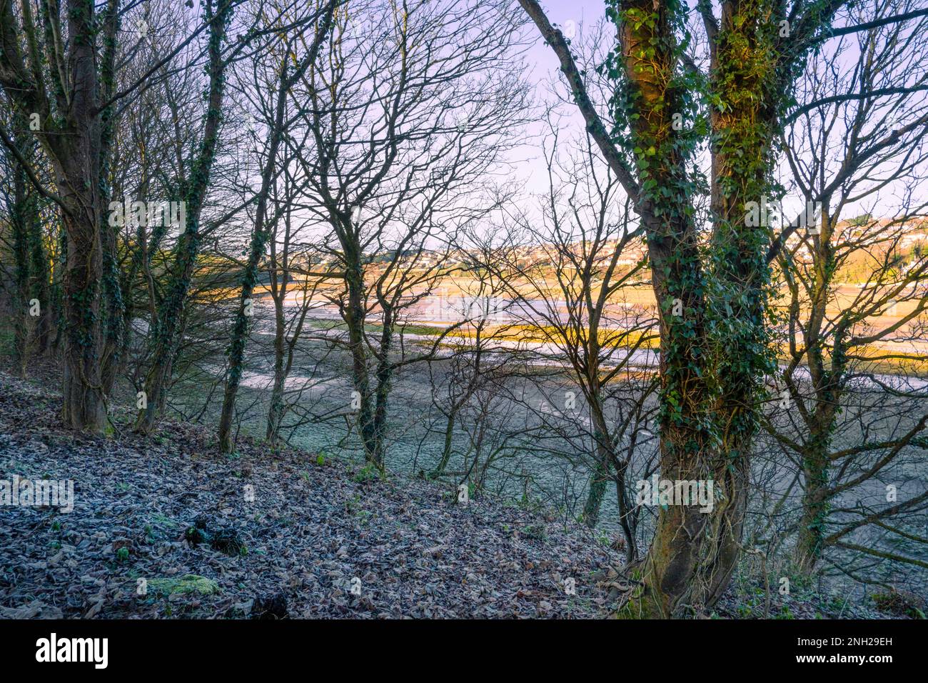 Trees growing overlooking the tidal Gannel Estuary in Newquay in ...