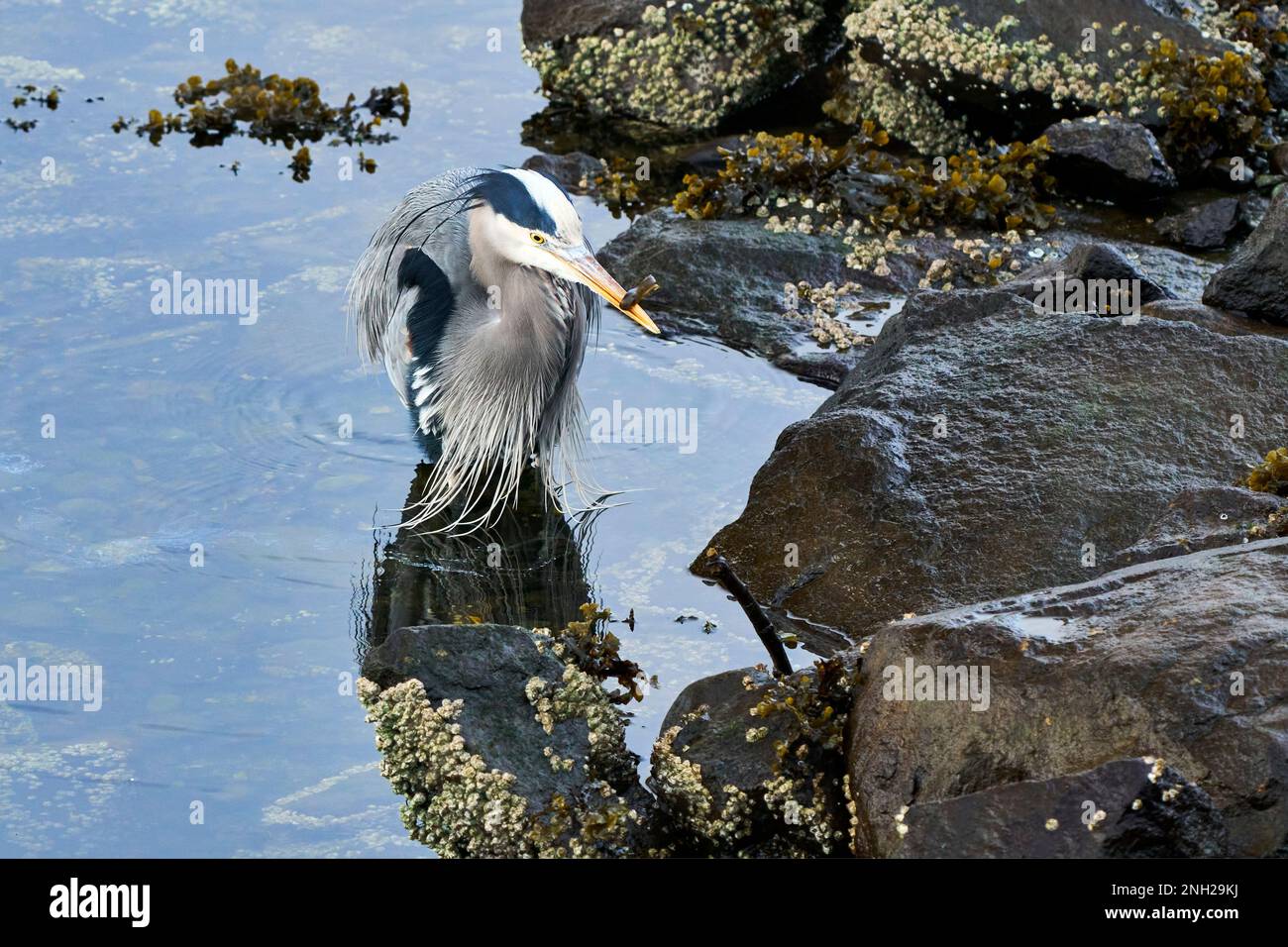 A beautiful great blue heron fishing among the seaweed and rocks at a ...