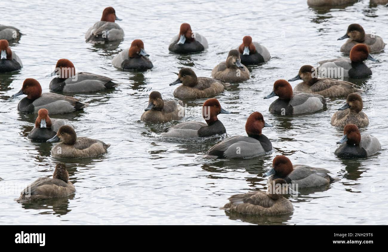 Paired red headed ducks hi-res stock photography and images - Alamy