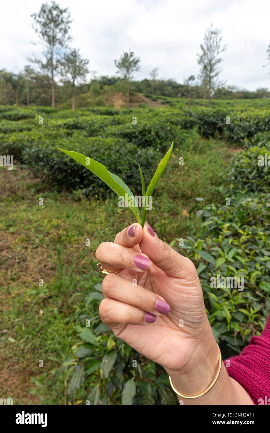 Woman plucking fresh tea leaves hi-res stock photography and images - Alamy