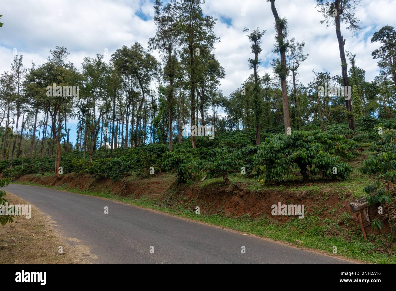 beautiful view of a coffee plantation or estate from across the road at ...